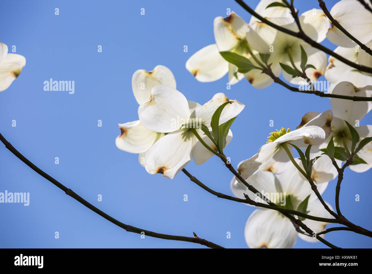 Southern Dogwood trees in spring bloom Stock Photo - Alamy