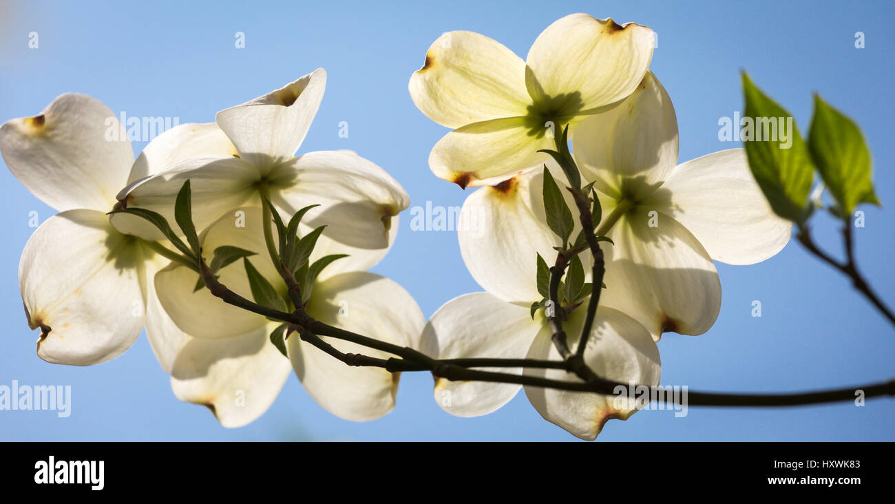 Southern Dogwood trees in spring bloom Stock Photo - Alamy