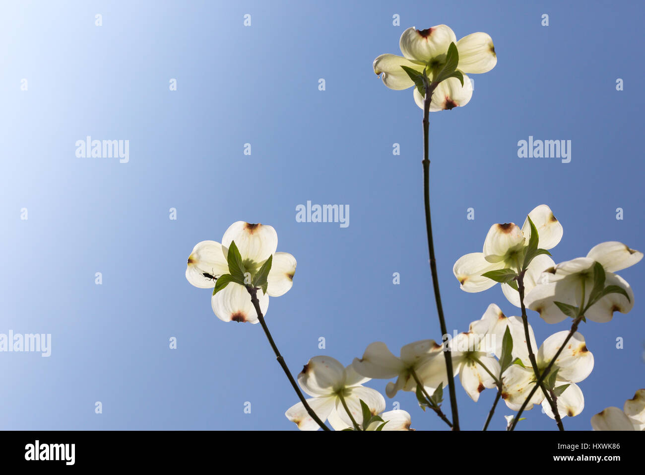 Southern Dogwood trees in spring bloom Stock Photo - Alamy