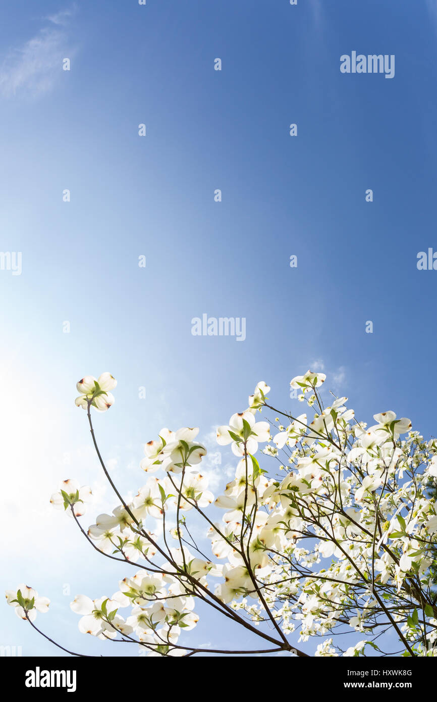 Southern Dogwood trees in spring bloom Stock Photo - Alamy