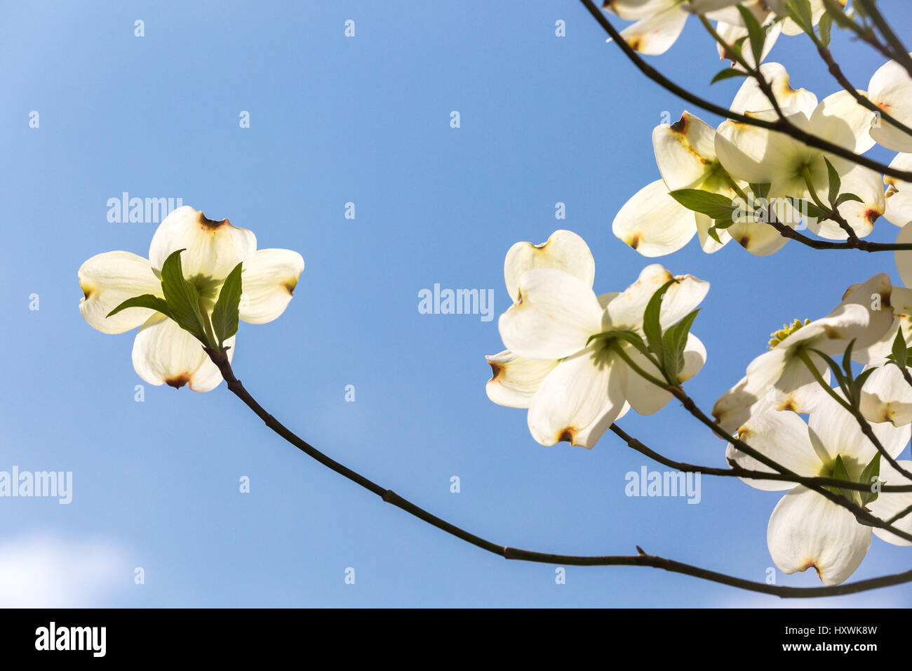 Dogwood trees hi-res stock photography and images - Alamy