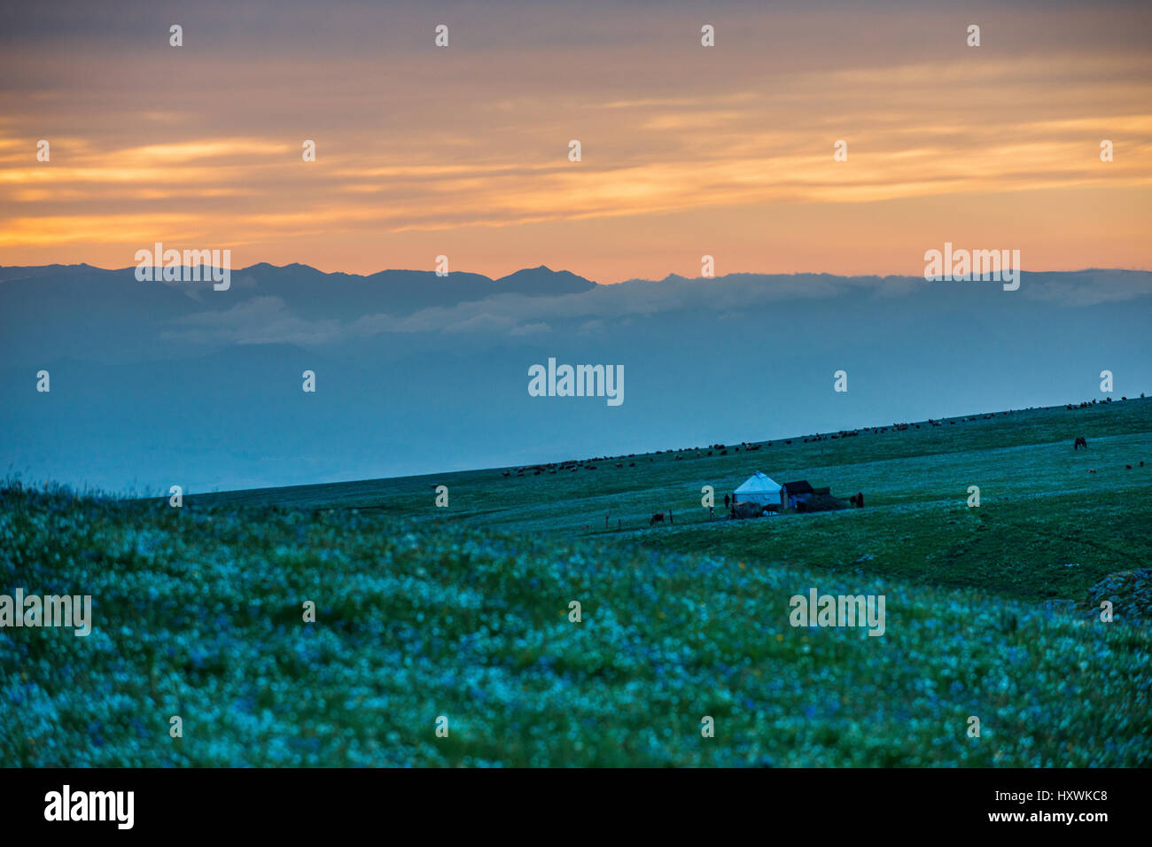 Kalajun grassland of Tekes County,Sinkiang,China Stock Photo - Alamy