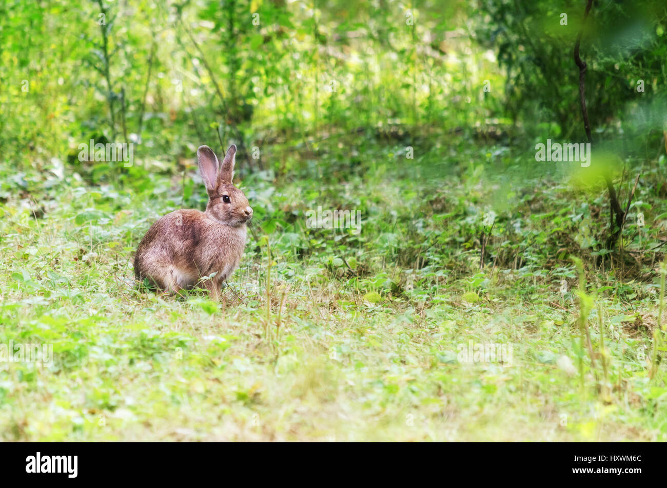 Summer background with a rabbit in natural environment Stock Photo - Alamy