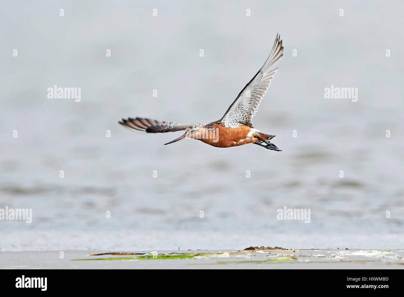 Bar-tailed godwit in flight with water in the background Stock Photo ...