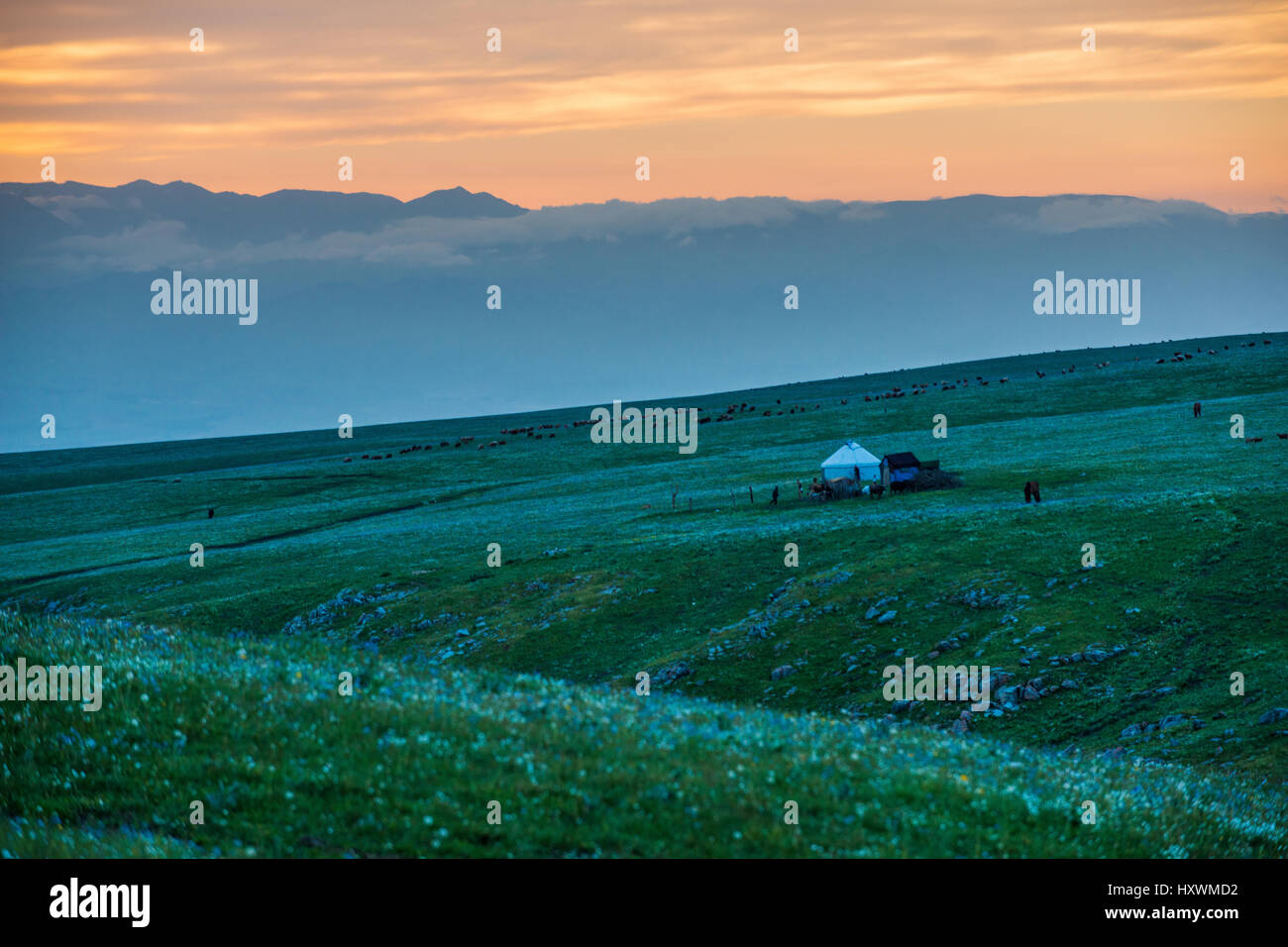 Kalajun grassland of Tekes County,Sinkiang,China Stock Photo - Alamy