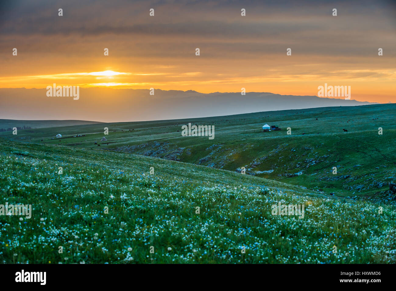 Kalajun grassland of Tekes County,Sinkiang,China Stock Photo - Alamy