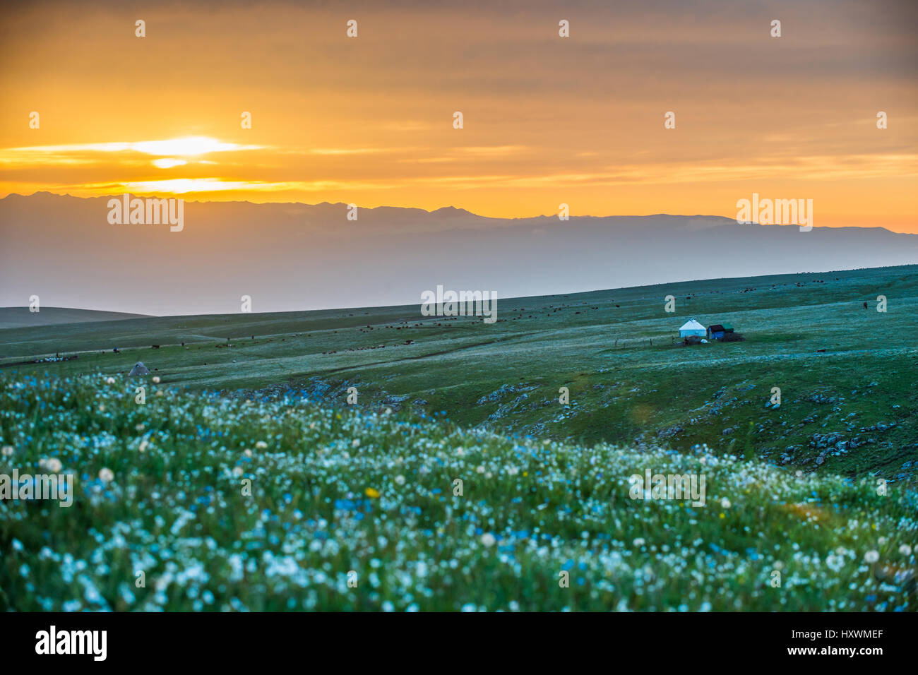 Kalajun grassland of Tekes County,Sinkiang,China Stock Photo - Alamy