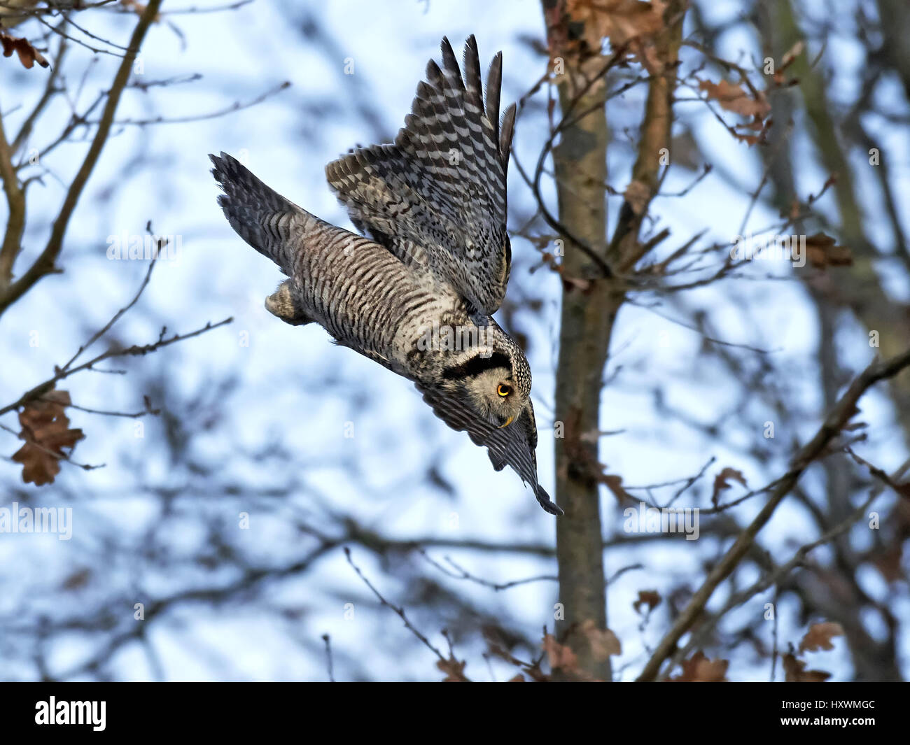 Northern hawk-owl in flight with vegetation in the background Stock ...