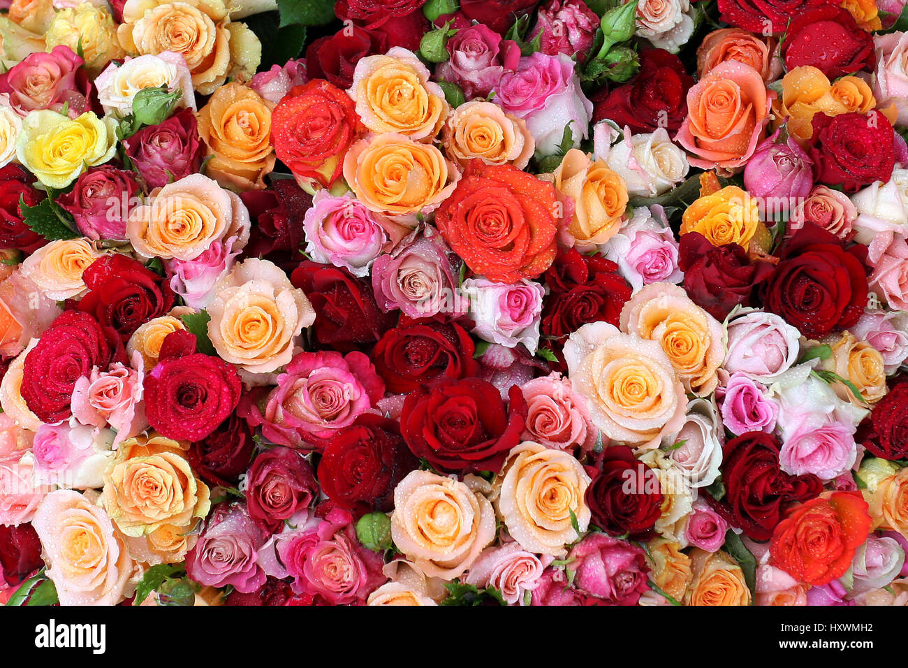 Rose Flowers fill the screen Stock Photo - Alamy