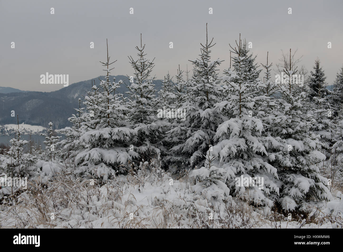 snow covered firs and spruces in wintery scenery Stock Photo - Alamy