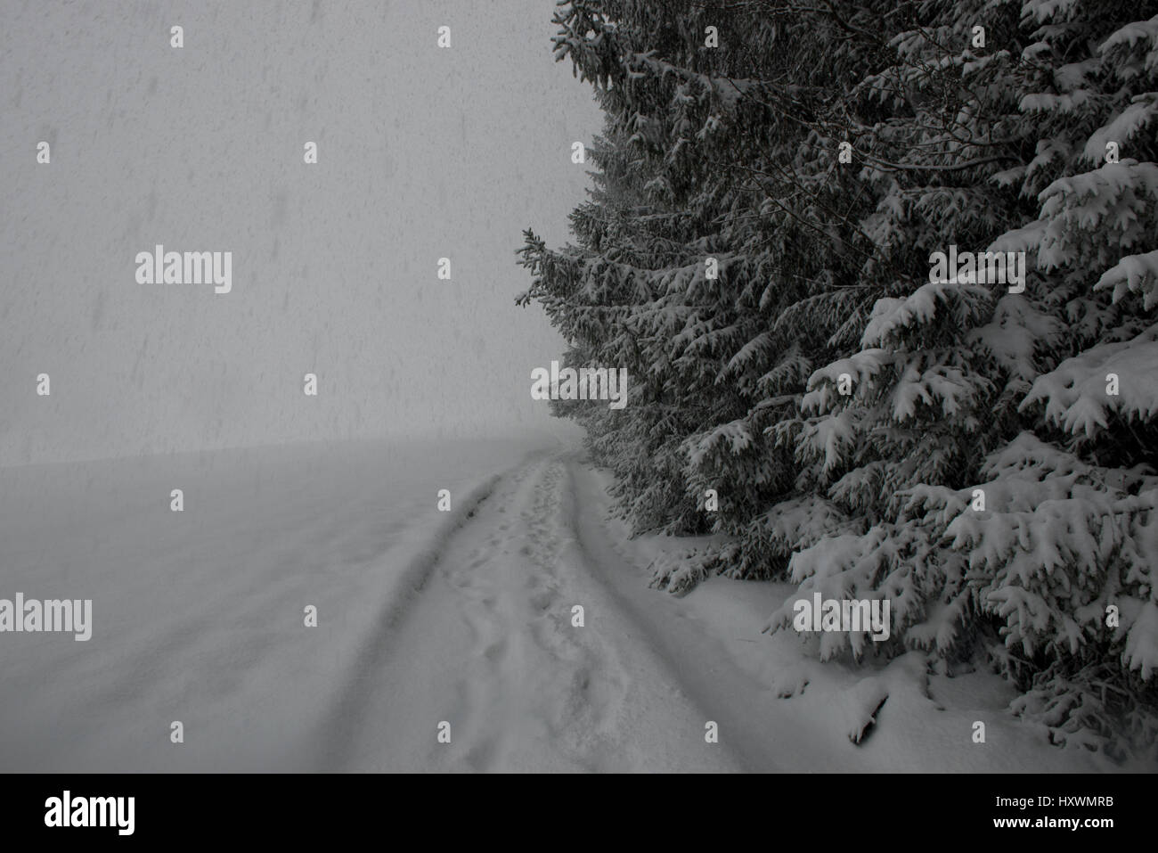 snowfall and snowy path running along forest edge with snowy firs and ...