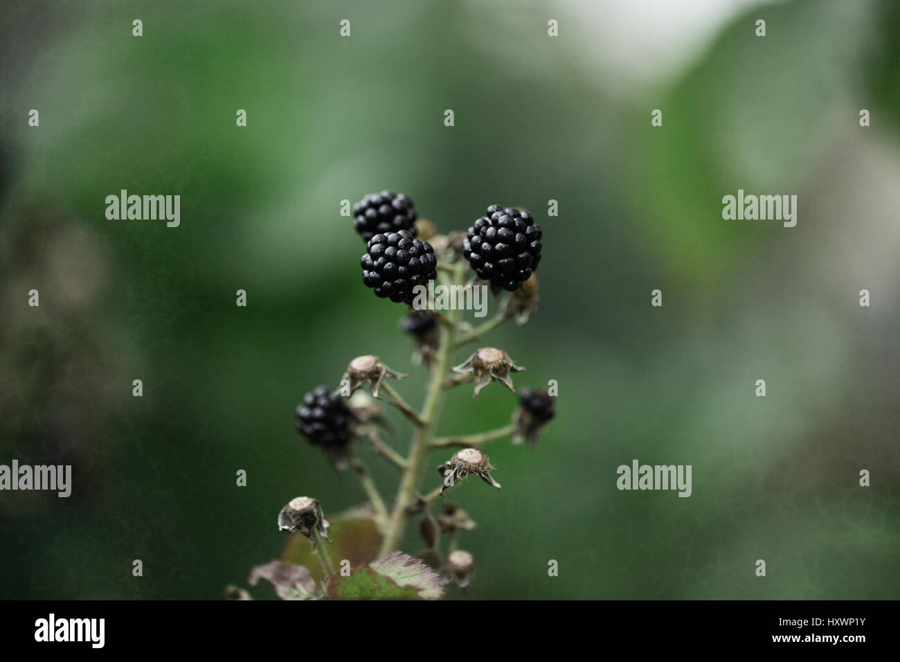 Blackberry bush hi-res stock photography and images - Alamy