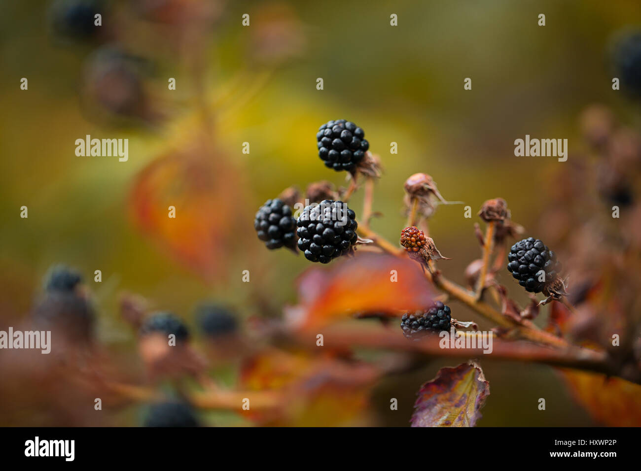 Growing Blackberry bush in the garden. Cold toning image.Blackberry ...