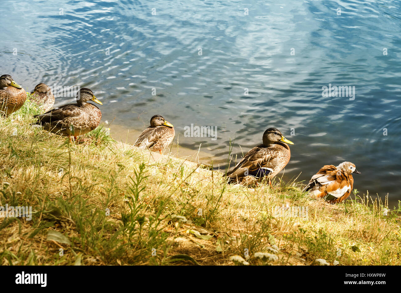 Ducks on the pond in summer Stock Photo - Alamy
