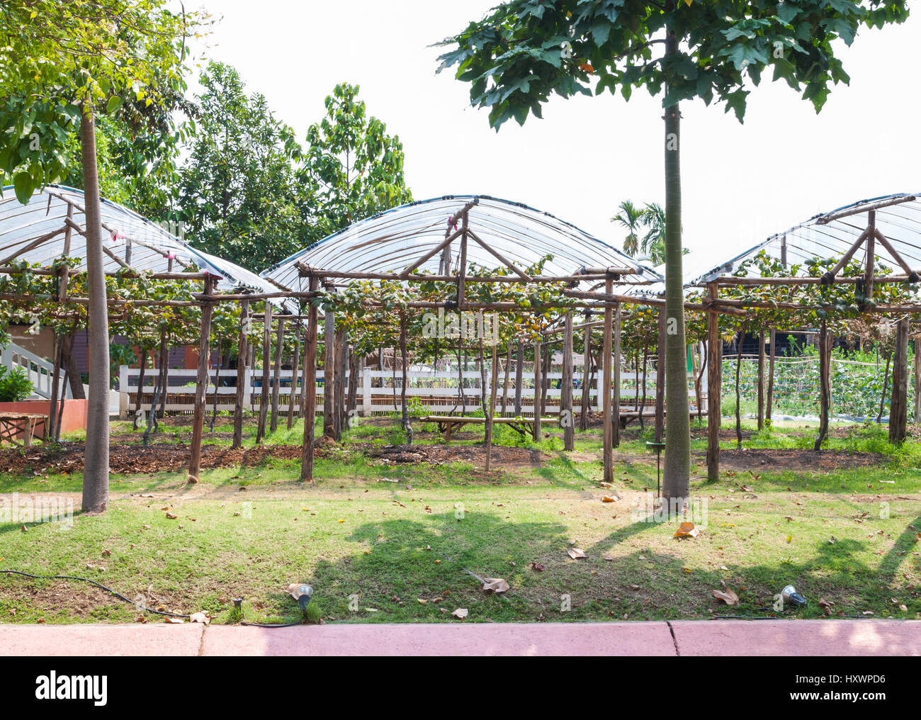 Organic Ivy Plant Farm in Rural of Thailand Stock Photo - Alamy