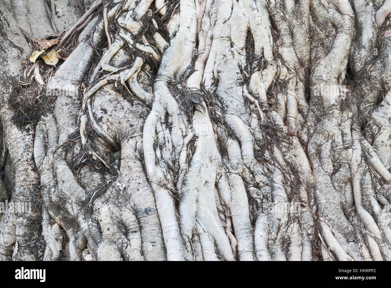 Closeup to Many Old Roots of Big Tree Background Stock Photo - Alamy