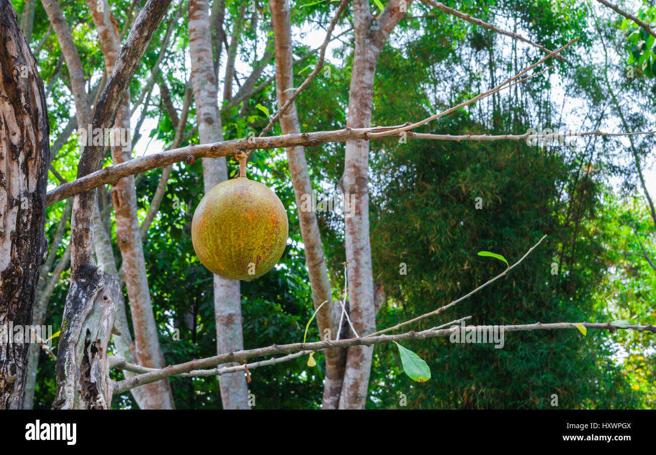 Calabash Tree High Resolution Stock Photography and Images - Alamy