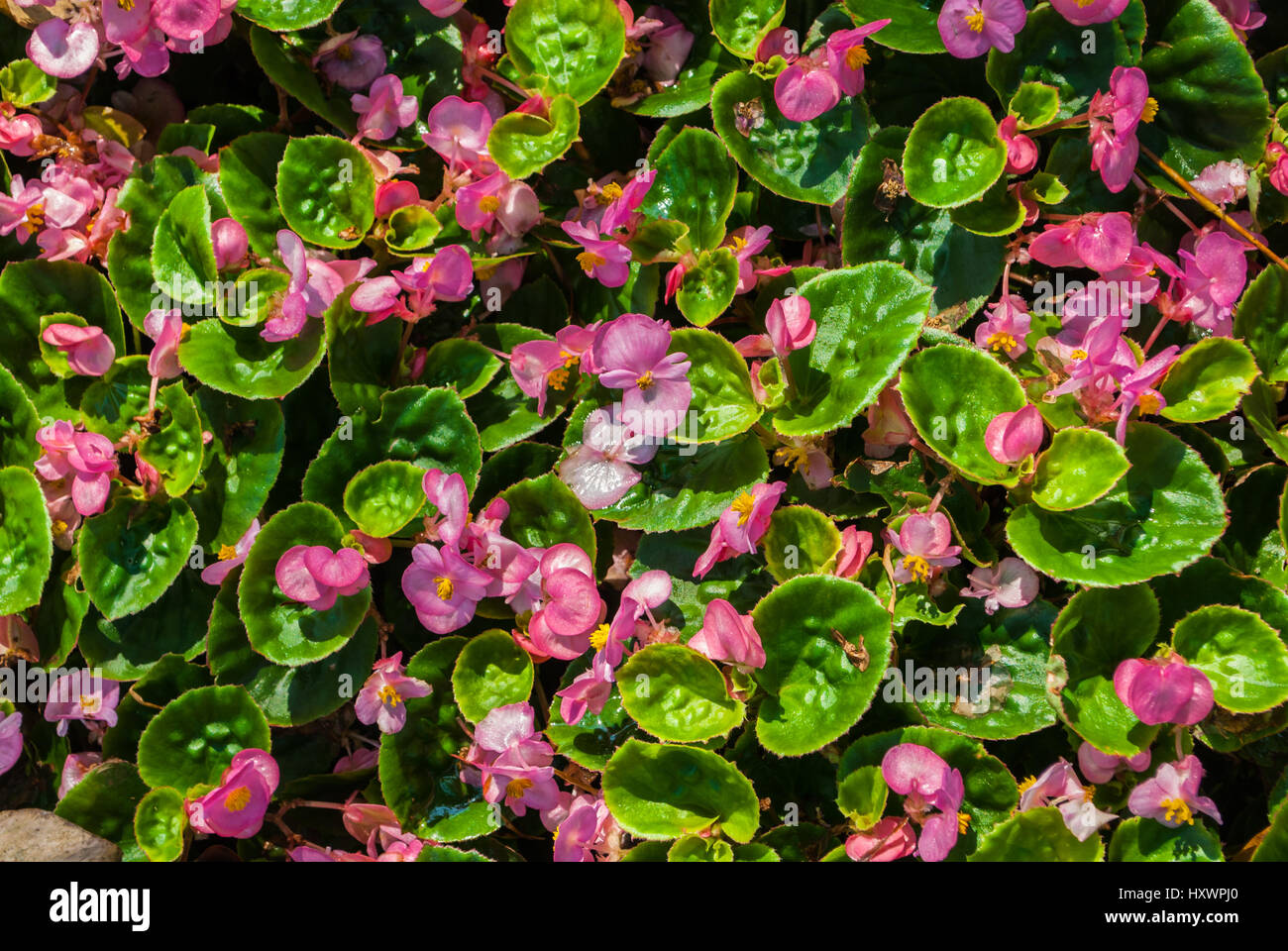 Stalk begonia hi-res stock photography and images - Alamy