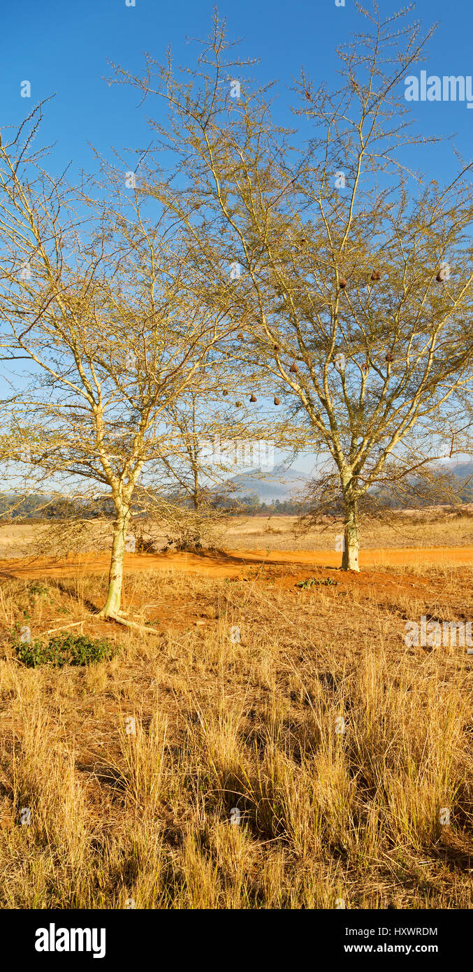 blur in swaziland mlilwane wildlife nature reserve mountain and tree ...