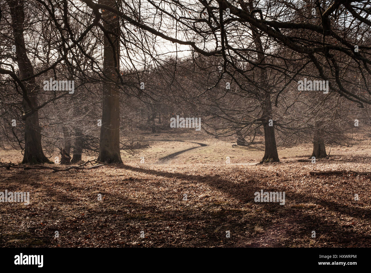 Dyrehaven park copenhagen hi-res stock photography and images - Alamy