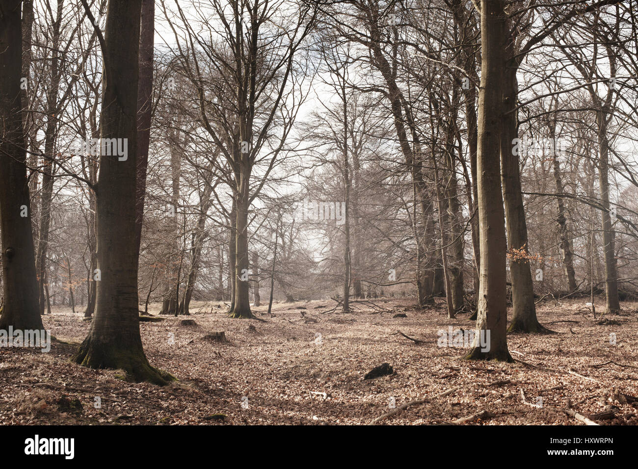 Dyrehaven park copenhagen hi-res stock photography and images - Alamy