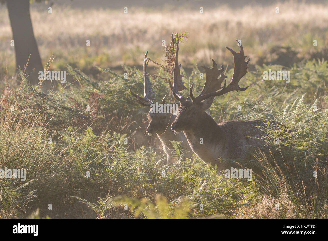 Two Male Fallow Deer Buck ( Dama dama ) Running Stock Photo - Alamy