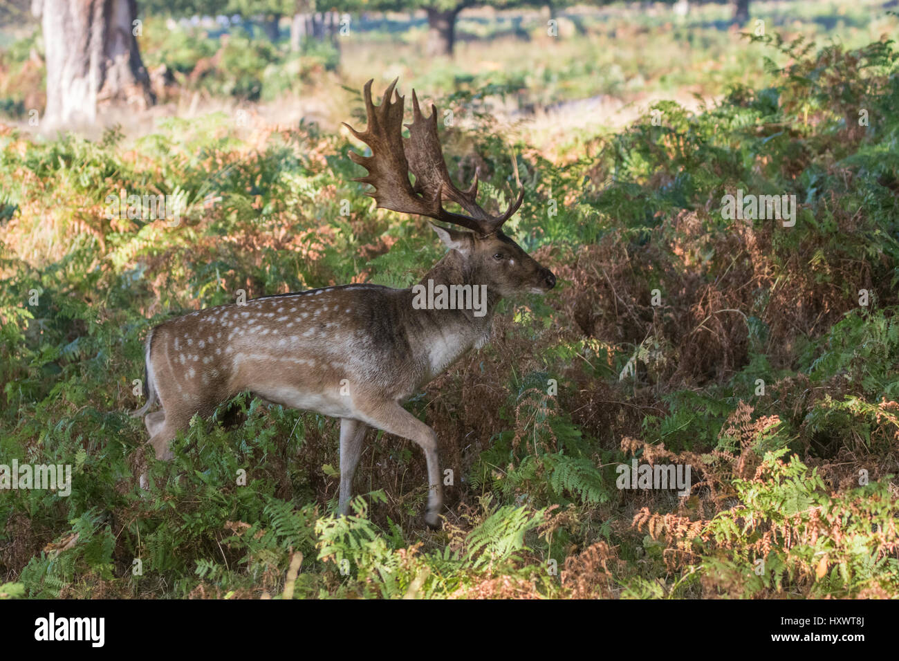 Male Fallow Deer Buck ( Dama dama ) Running Stock Photo - Alamy