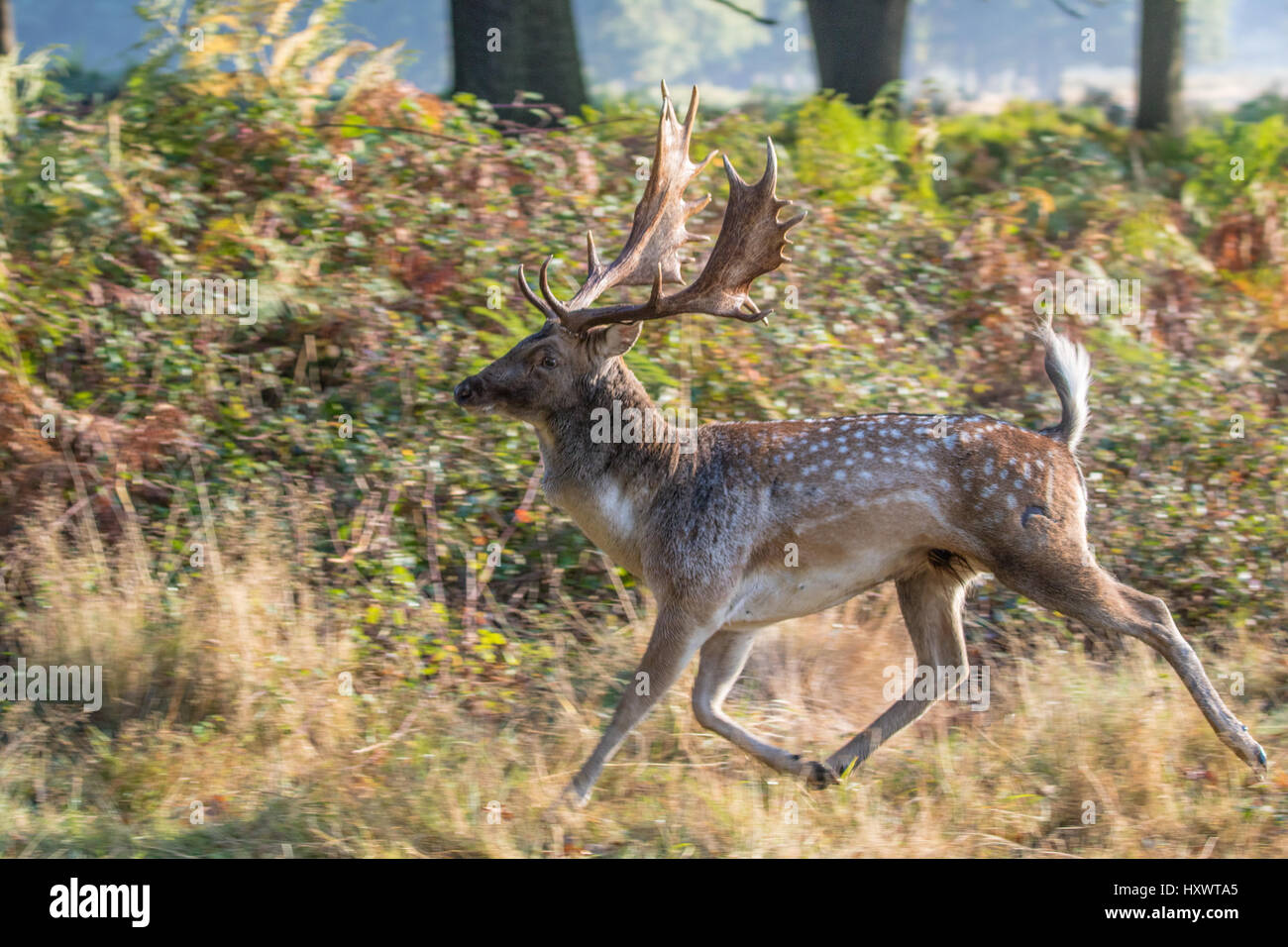 Male Fallow Deer Buck ( Dama dama ) Running Stock Photo - Alamy