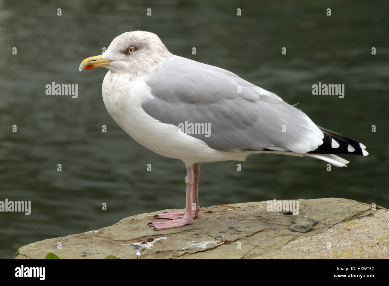 Cornish birds hi-res stock photography and images - Alamy