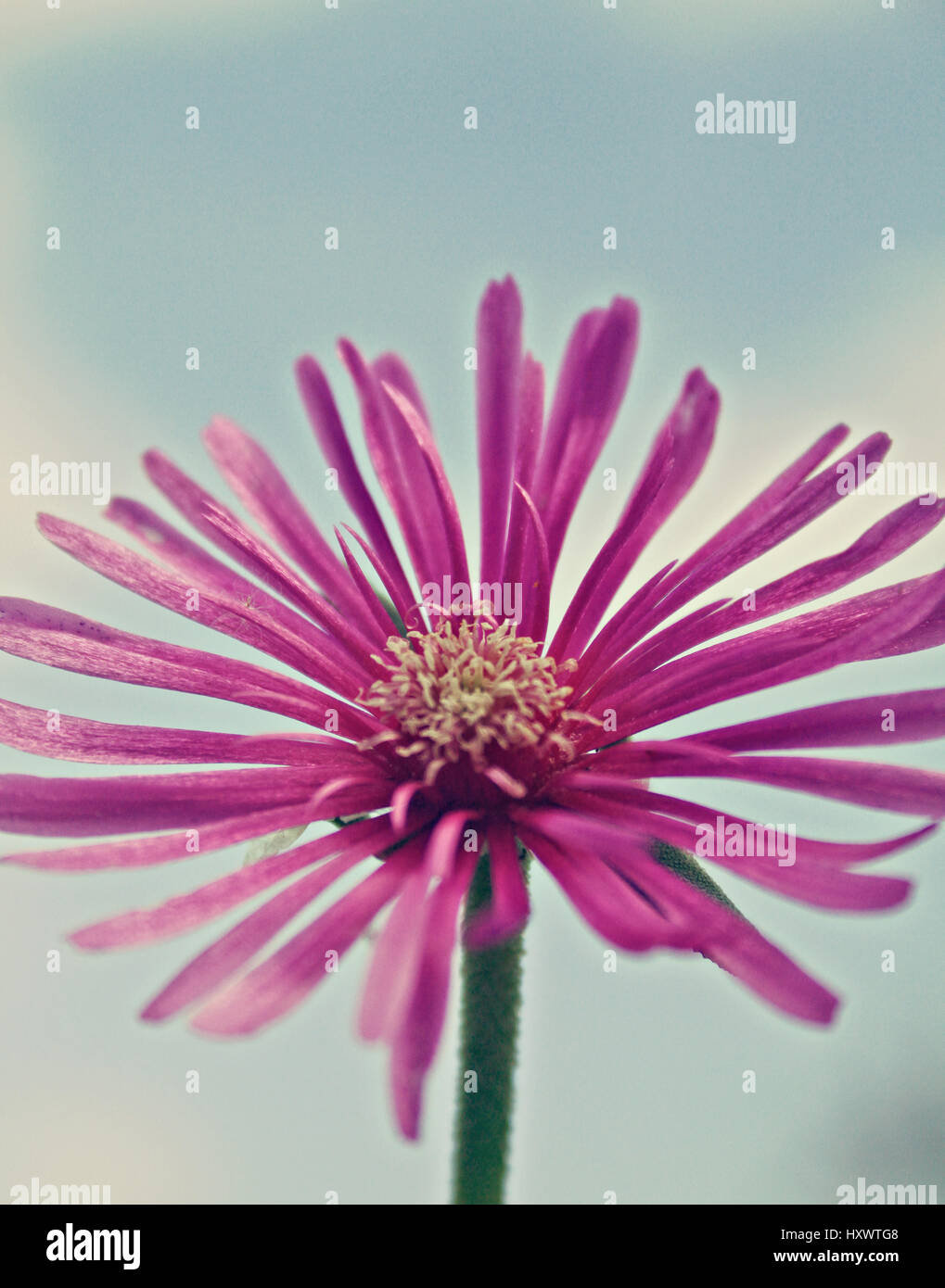 ice plant flower Stock Photo - Alamy