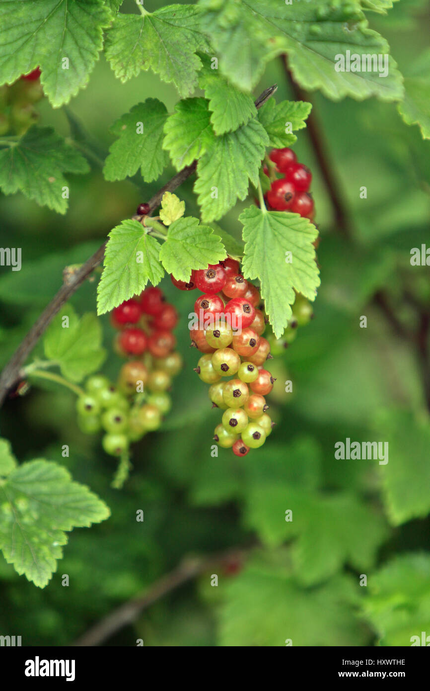Red currant plant hi-res stock photography and images - Alamy