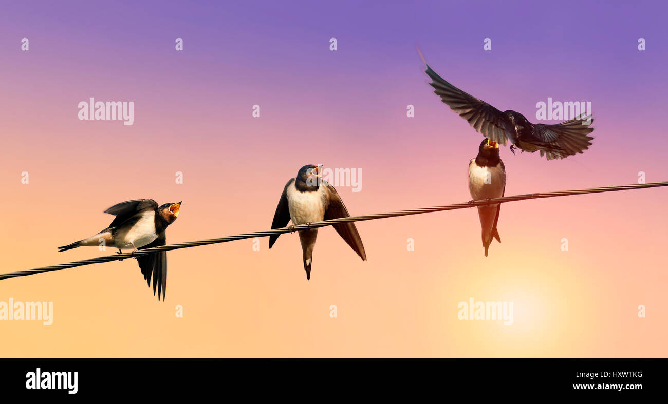 the bird is the swallow flew in to feed their young on wires at sunset ...