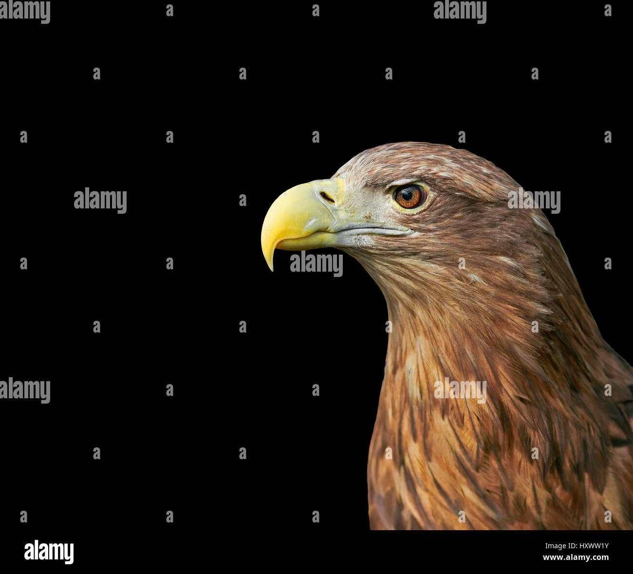 profile of a bird an eagle with a big beak on a black isolated ...