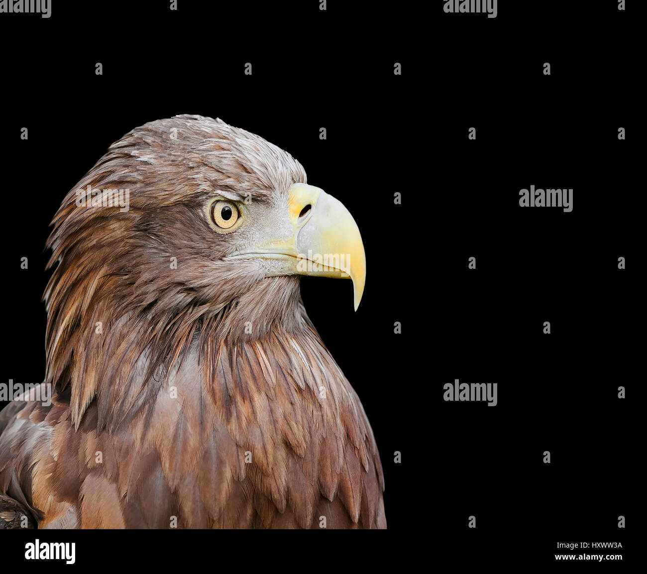 the profile of a bird an eagle with a big beak on a black isolated ...
