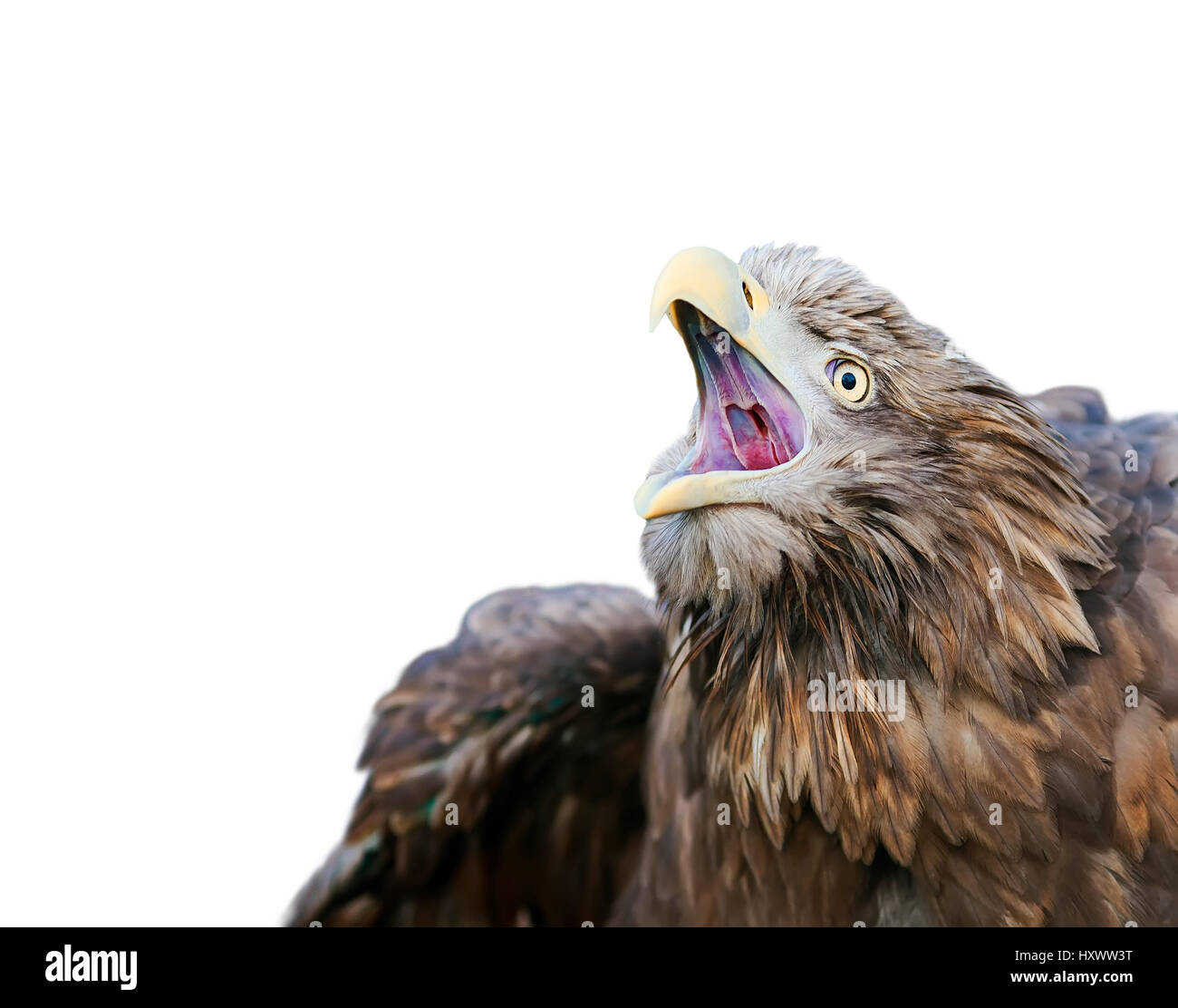 bird eagle with a large open beak screaming on a white isolated ...