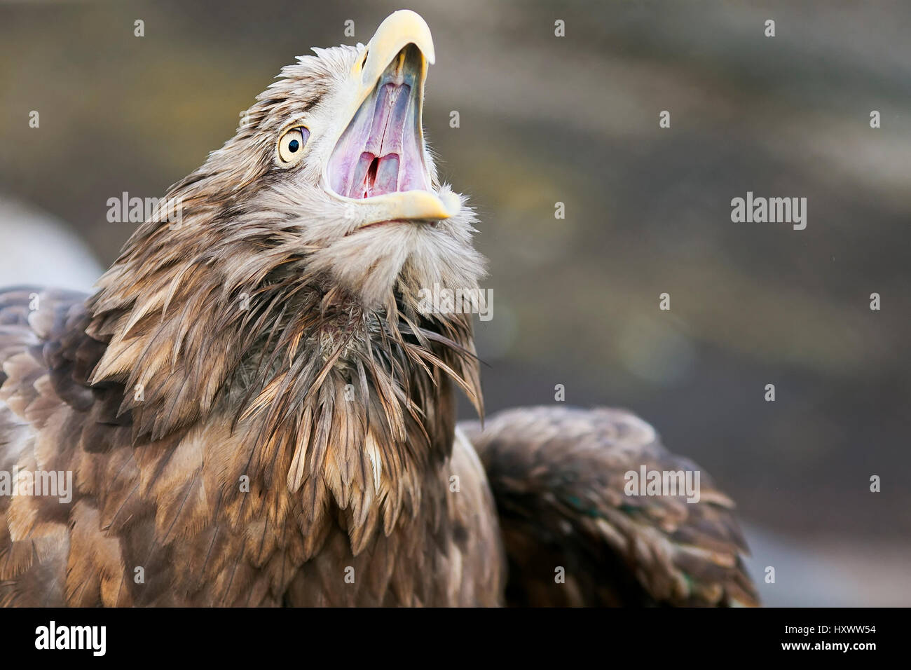 the portrait of a bird the eagle is screaming wide open beak Stock ...