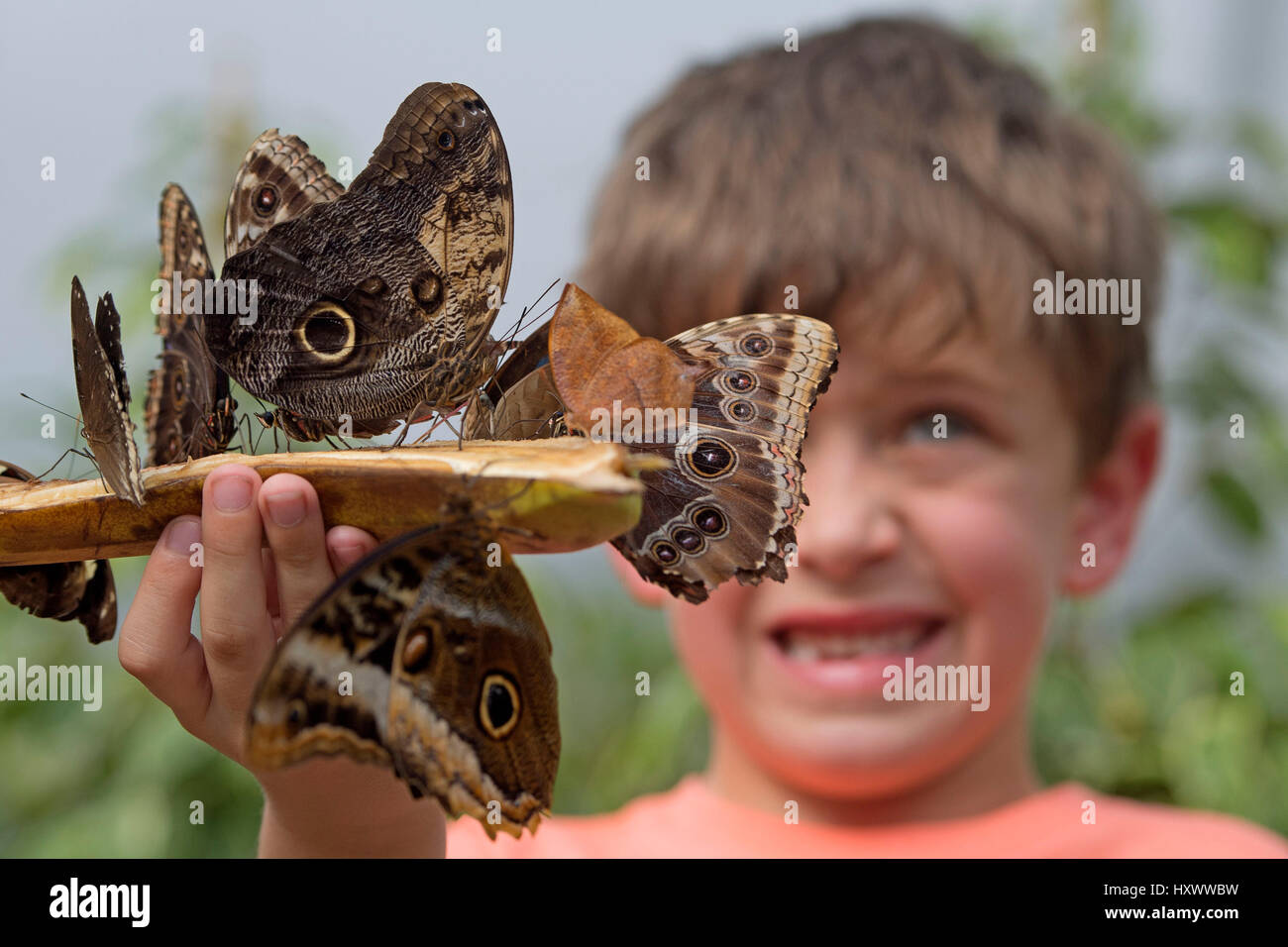Henry Neate, aged 7, poses with Owl butterflies during a photocall to ...