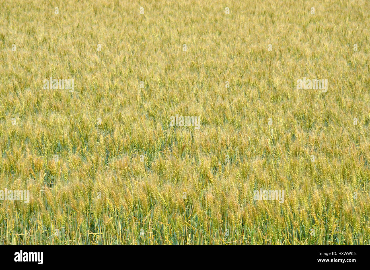 Golden rice field hi-res stock photography and images - Alamy