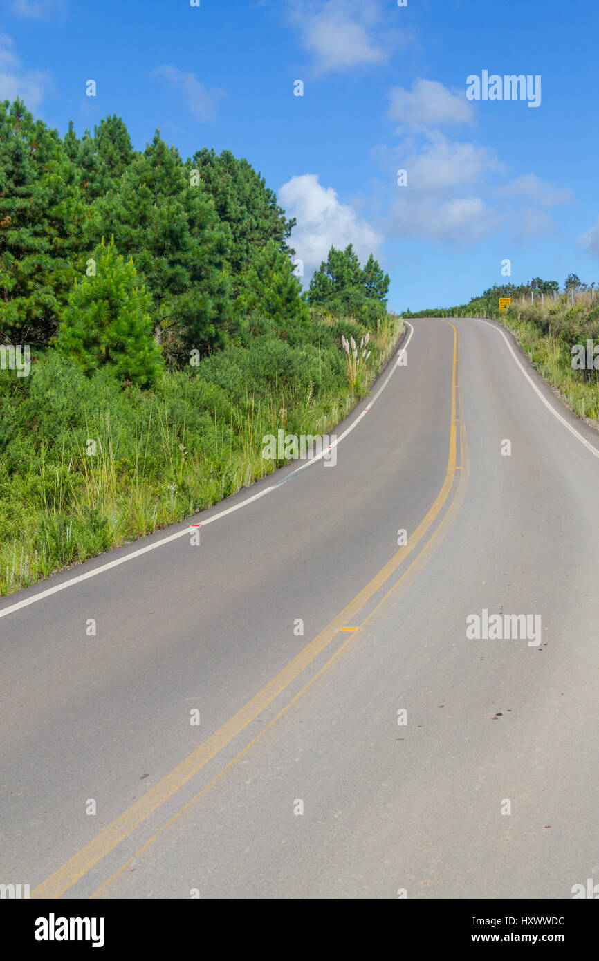 Road passing through Pine Forest in Cambara do Sul, Rio Grande do Sul ...