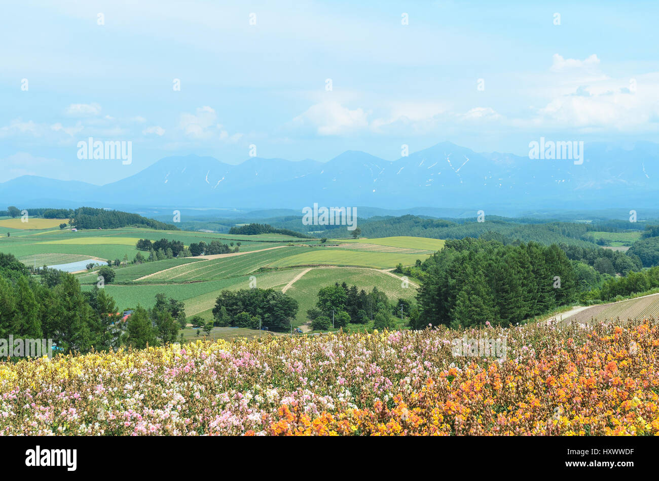 Summer in countryside of biei prefecture at hokkaido japan Stock Photo ...