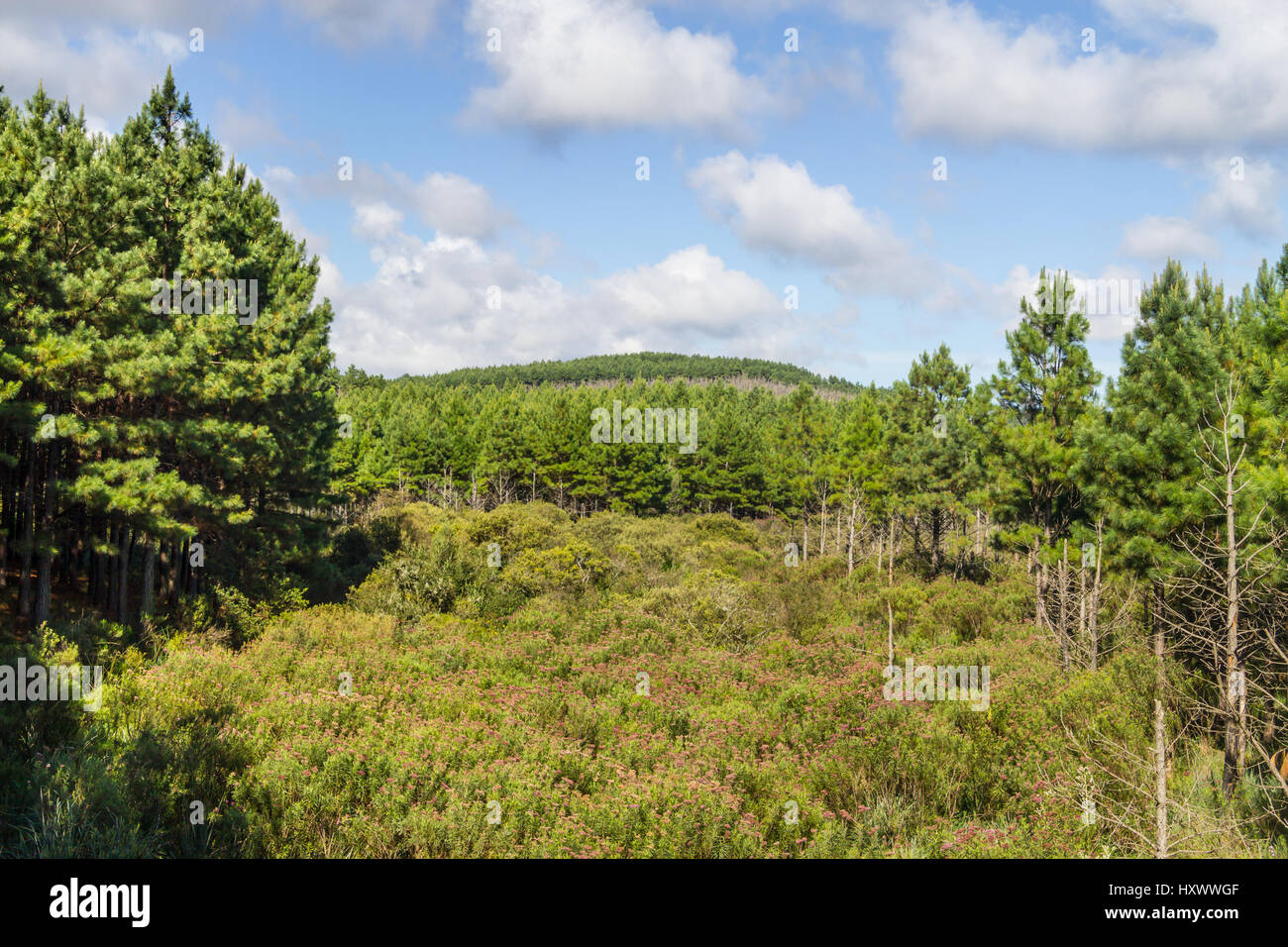 Pine Forest in Cambara do Sul, Rio Grande do Sul, Brazil Stock Photo ...