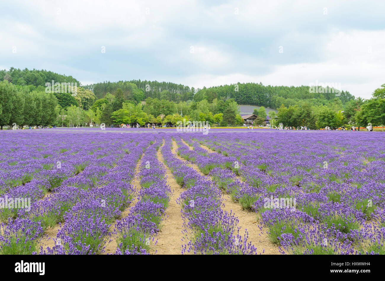 Lavender field and blue sky in summer at furano hokkaido japan Stock ...