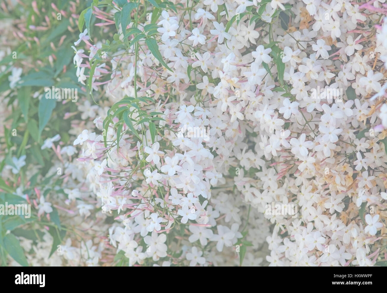 Spanish jasmine hi-res stock photography and images - Alamy