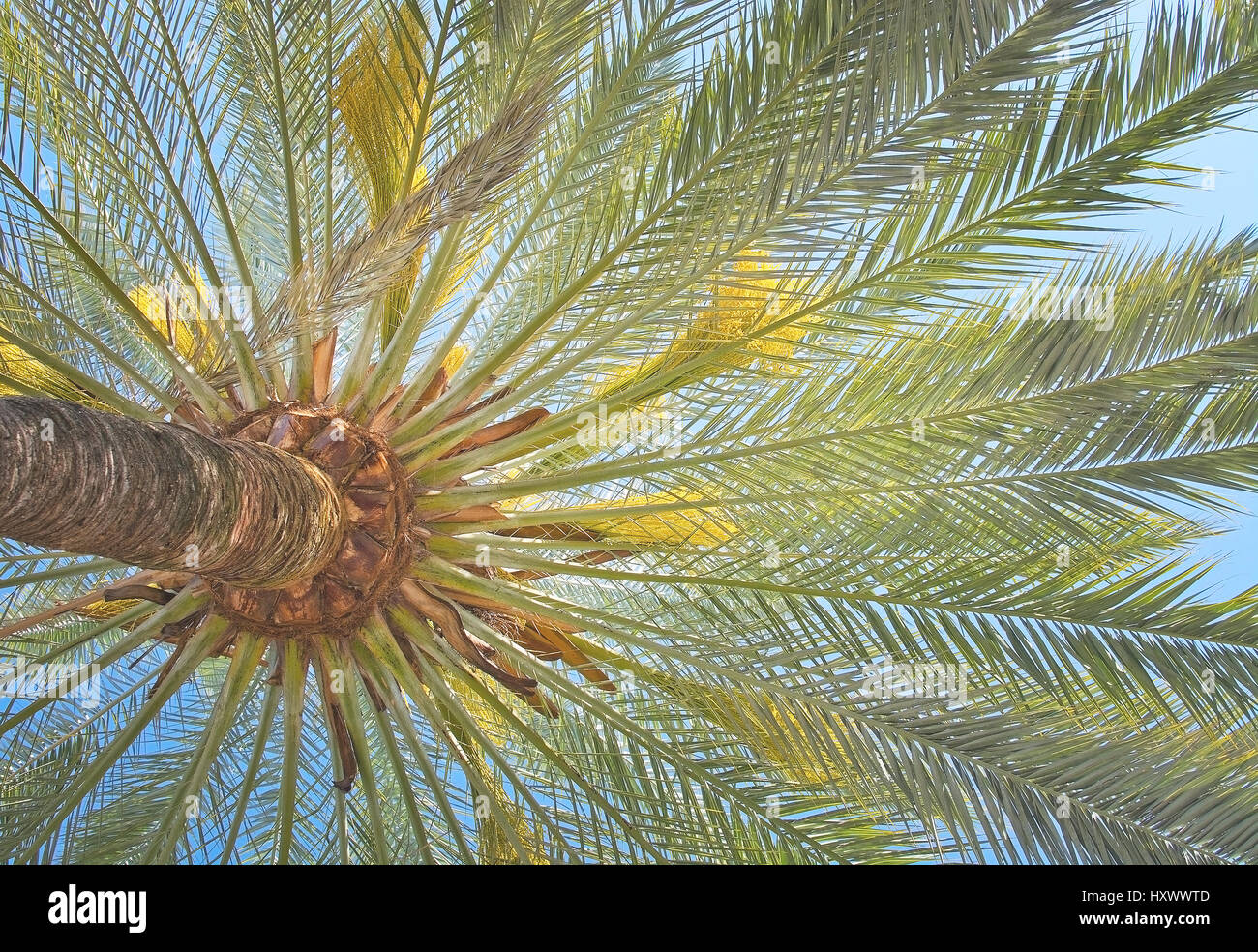 Blossoming palm tree closeup and blue sky in Palma de Mallorca ...