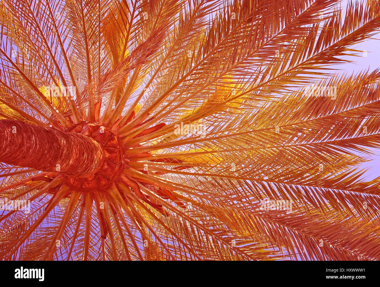 Abstract red pink yellow color palm tree background and blue sky in ...