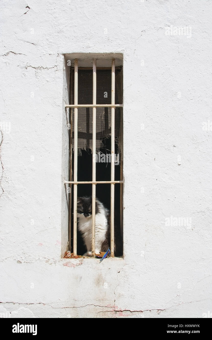 Cat behind bars in window on white roughcast wall Stock Photo - Alamy