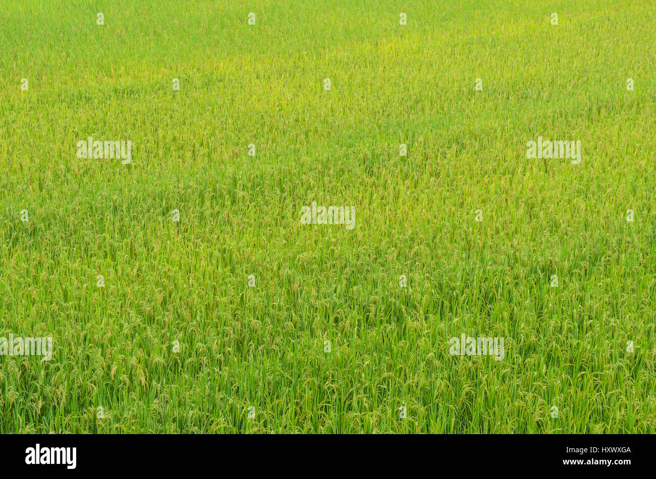Close up green rice field Stock Photo - Alamy