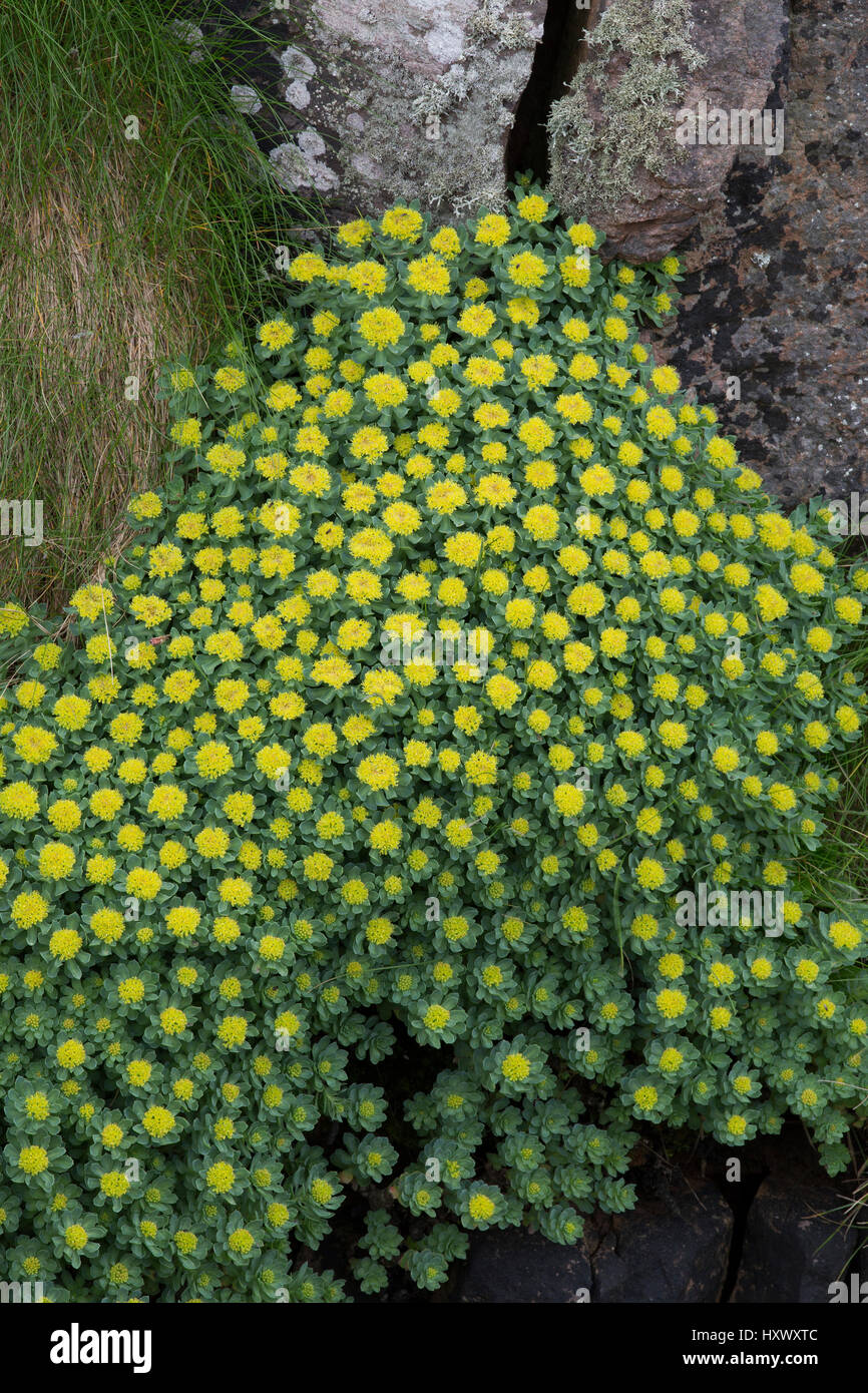 Roseroot; Rhodiola rosea; Flowers; Scotland; UK Stock Photo - Alamy