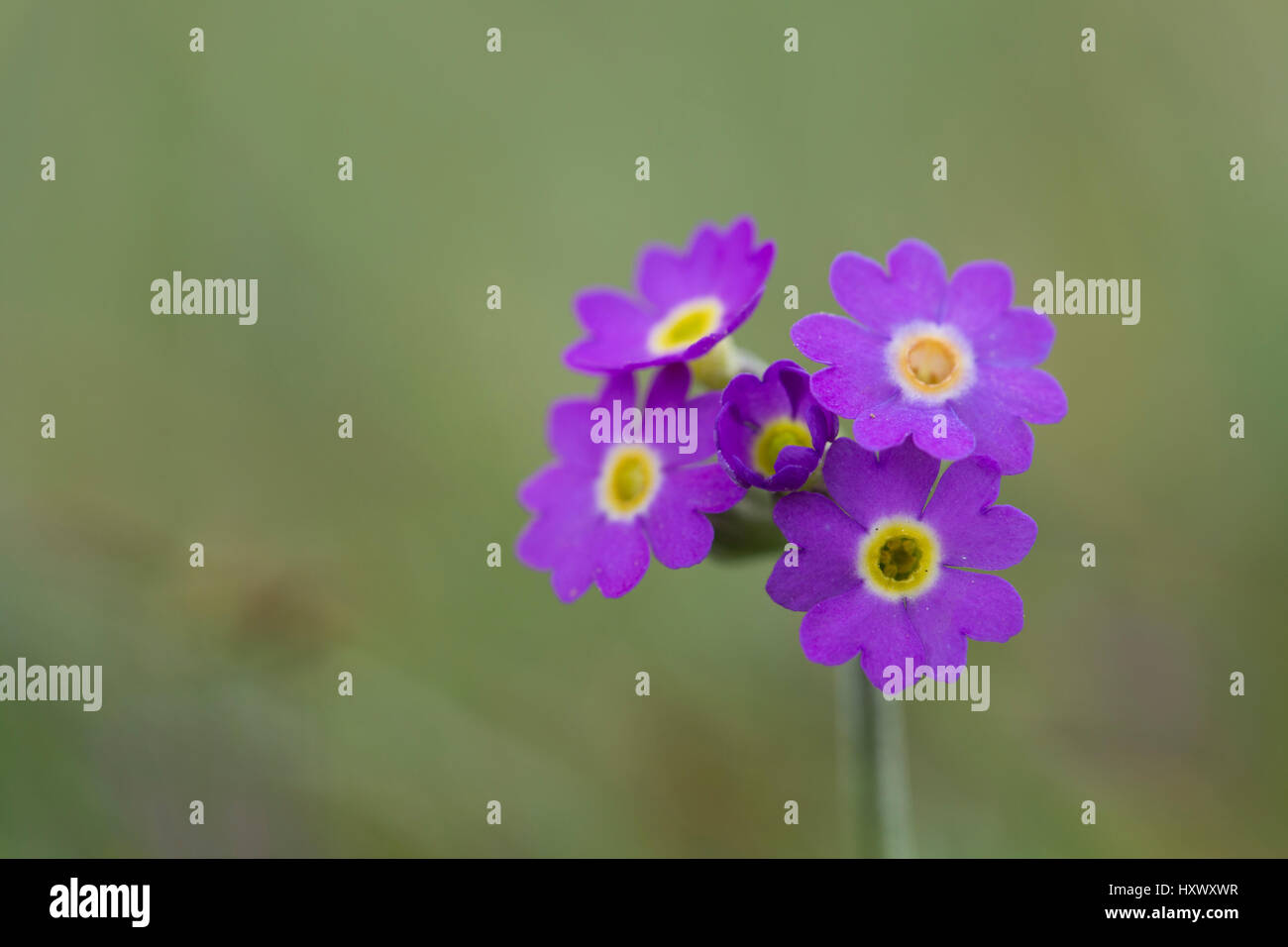 Scottish Primrose; Primula scotica Flower Orkney; UK Stock Photo - Alamy