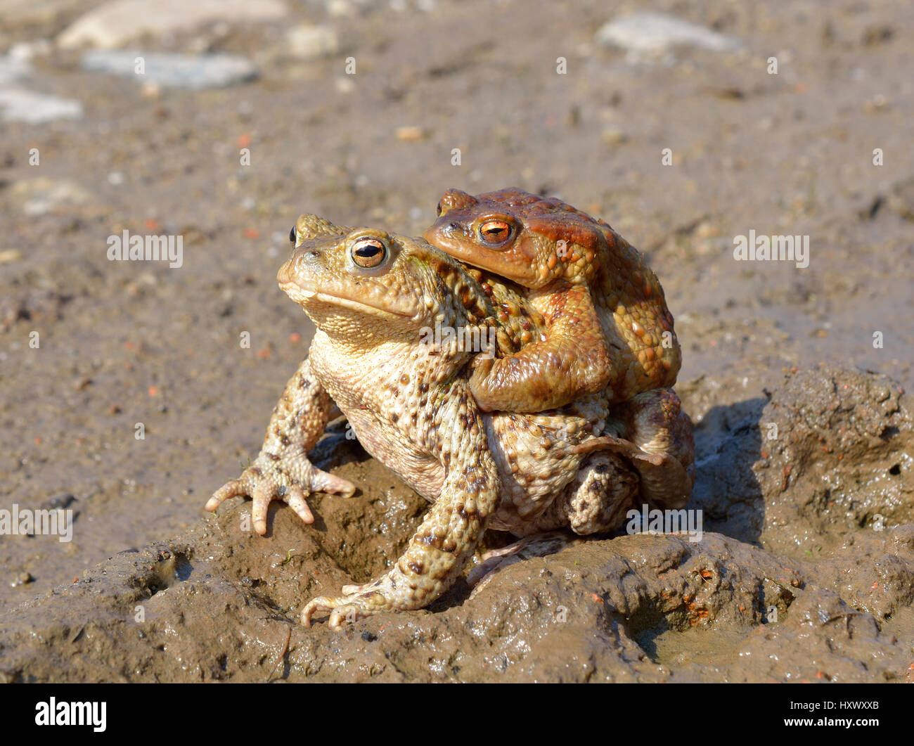 common toad bufo bufo Stock Photo - Alamy